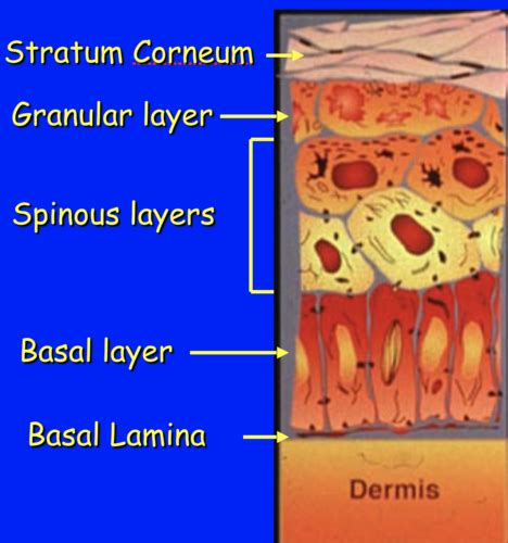 95 Lectures Flashcards Quizlet