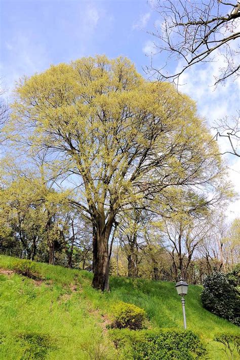 How To Grow And Care For Hackberry Trees Celtis Occidentalis
