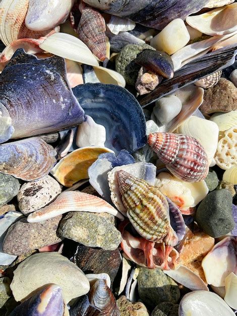 Premium Photo Texture Of Various Shells Small Shells Background