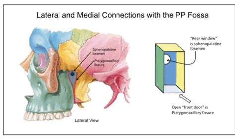 Pterygopalatine Fossa Flashcards Quizlet