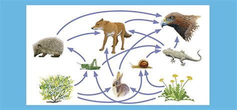 Simple Ecosystem Diagram