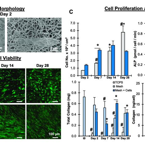 Mesh Fabrication Crosslinking Duration Glutaraldehyde Exposure For 1