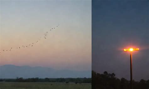Diferencias Entre La Migración Diurna Y Nocturna De Las Aves ※