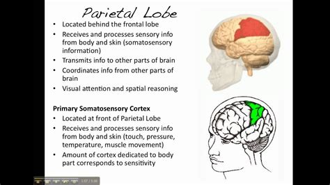 Parietal Lobe Cortex