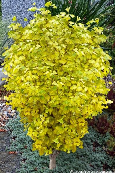 Buy Chi Chi Dwarf Ginkgo Tree Free Shipping Wilson Bros Gardens 1