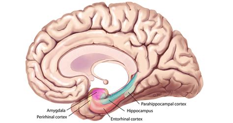 The Entorhinal Cortex Unlocking The Gateway To Memory And Spatial