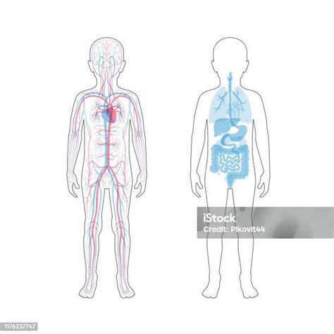 소년의 내부 장기 와 순환 계 혈류 심장혈관계에 대한 스톡 벡터 아트 및 기타 이미지 혈류 심장혈관계 0명 개체 그룹