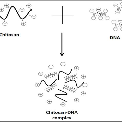 Electrostatic Interaction Between Chitosan And Dna Leads To The