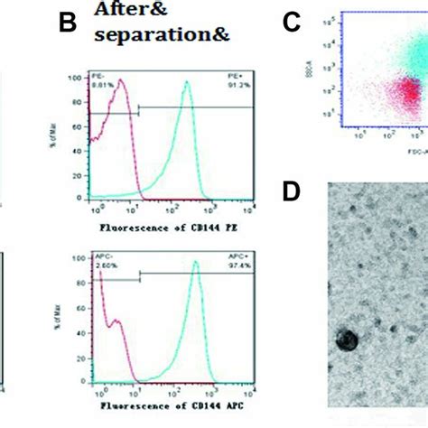 Isolation And Identification Of Microparticles From Endothelial Cells