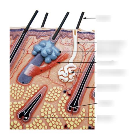 Aandp Epithelium 2 Diagram Quizlet