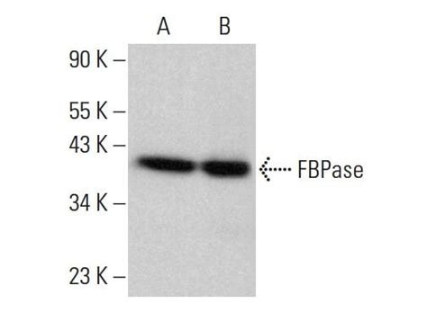Fbpase Antibody A 4 Scbt Santa Cruz Biotechnology