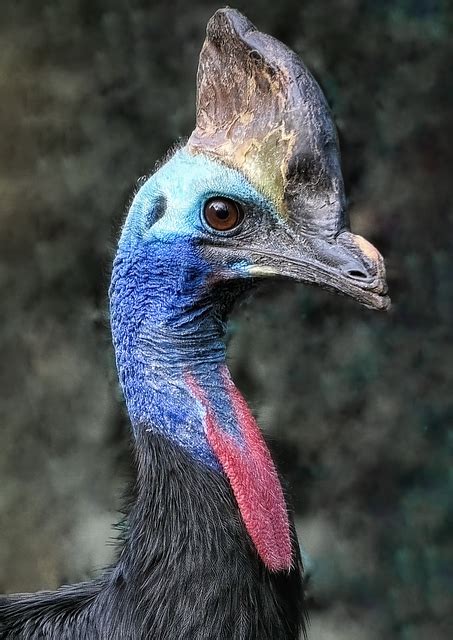 Southern Cassowary Bird Free Photo On Pixabay Pixabay