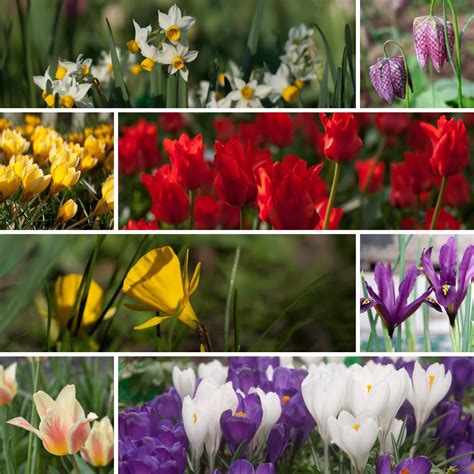 Rockery Collection Bulb Collections Spring Flowering Gee Tee Bulbs Uk
