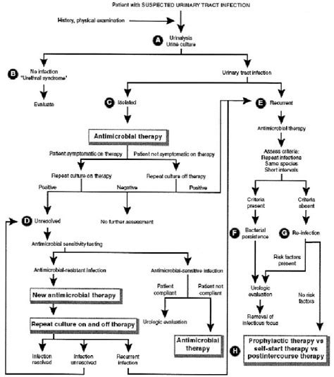 Urinary System Flow Chart Urine Formation Form Iii Tunda