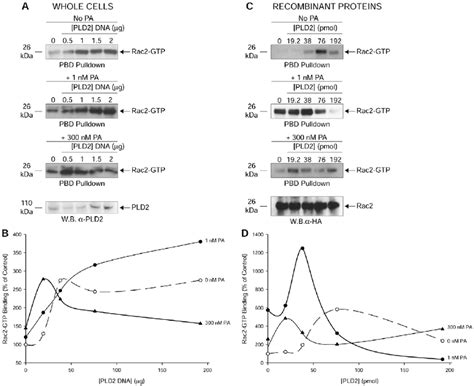 Pa Influences Pld2 Mediated Rac2 Activation In Vivo And In Vitro Rac2