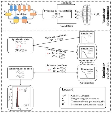 Figure From Neural Network Emulation Of The Human Ventricular