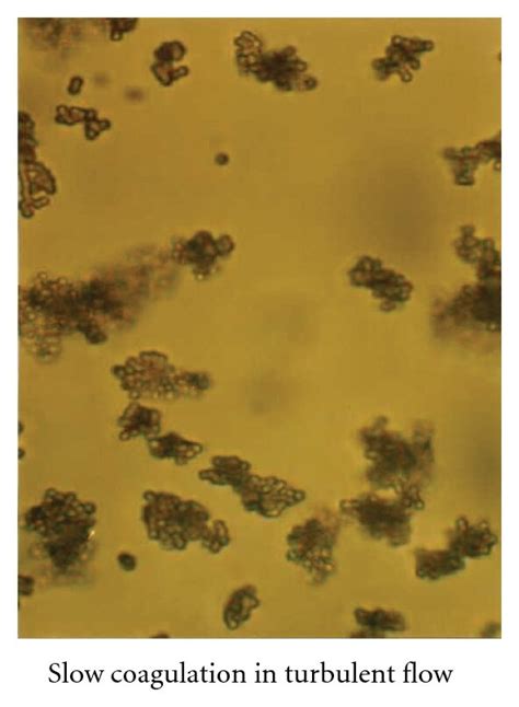 Flocs Of Polystyrene Latex Particles Of The Primary Diameter 1 356 μm