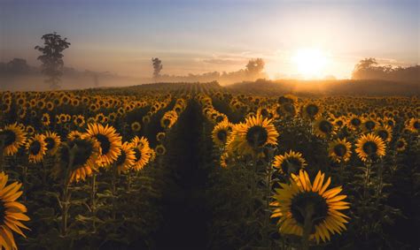 Фотографии цветов | FotoRelax