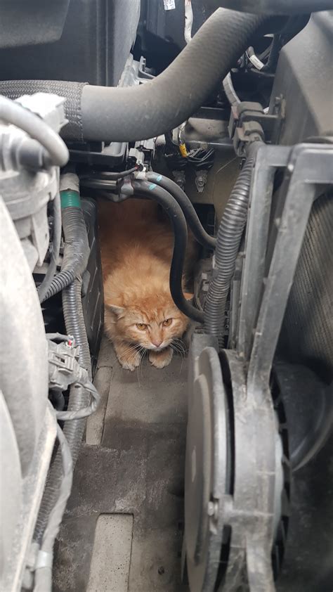 Котики 7. (Кот-Автомеханик) | Пикабу