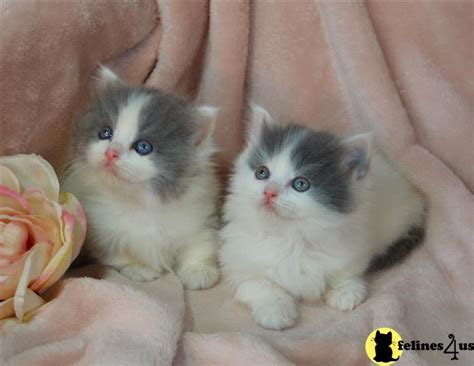 Wonderful Munchkins Kittens