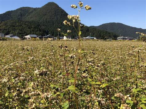 令和2年福井県産秋ソバの生育状況秋の新そばまでもう少し 増田そば製粉所