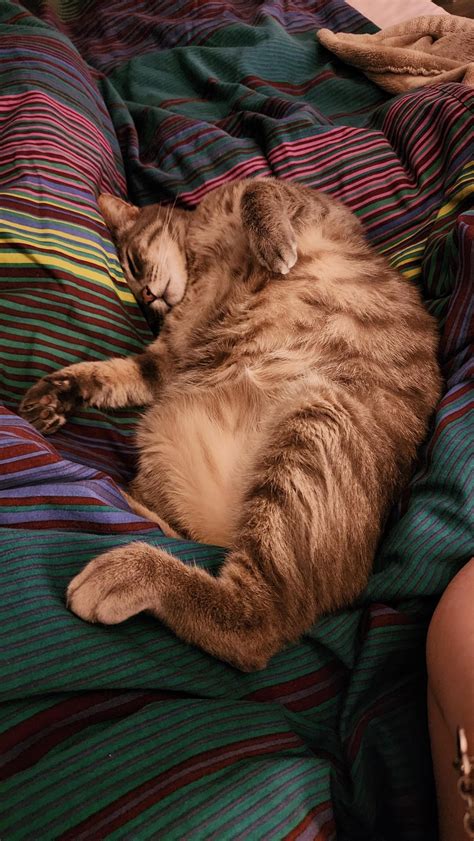 Very Cozy R Curledfeetsies