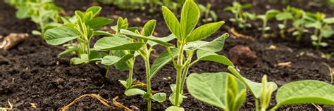 K Row 23® In Furrow Applications In Corn And Soybeans Crop Vitality