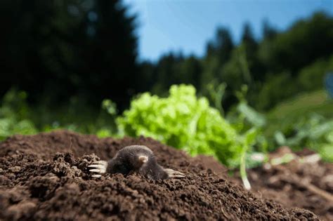 De Beste Methode Om Mollen Uit Je Tuin Te Weren Gardening Dream