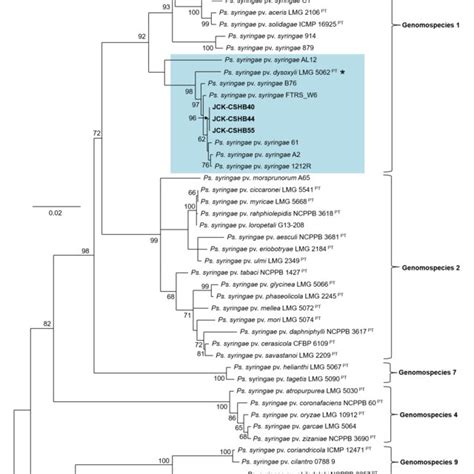 Maximum Likelihood Ml Phylogenetic Tree Based On The Tamura Nei Gi