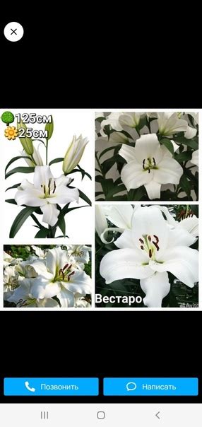 Лилии луковицы Цена 200 ₽ Продам луковицы Лилии ОТ ГИБРИД ВЕСТАРО 1
