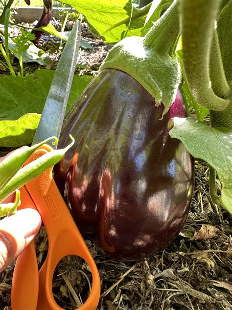 When To Pick Eggplant Rgardening