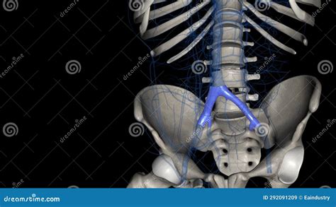 The Common Iliac Vein Is Formed By The Unification Of The Internal And