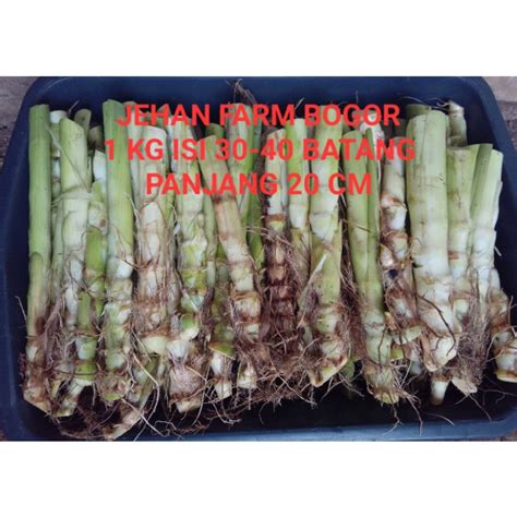Jual Benih Bibit Odot 1 Kg Bibit Rumput Odot Pakan Ternak Shopee