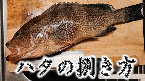 ハタ編 魚屋アングラーが勧める魚の3枚おろし Youtube