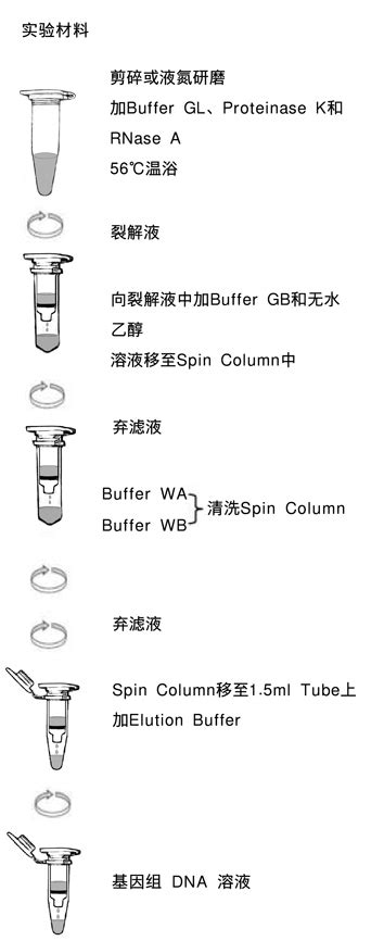 基因组DNA提取酶试剂盒Takara Amresco官网