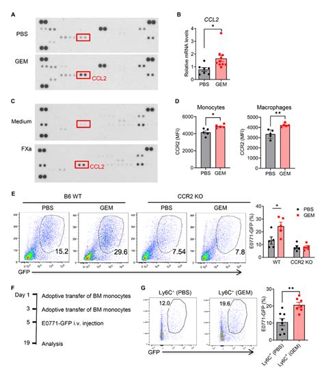 Gem Induced Pro Metastatic Host Response Is Dependent On Ccl2 Ccr2