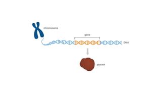 GENE THERAPY By Vanshika Chauhan Bsc BIOMEDICAL SCIENCE 1ST YEAR PPTX