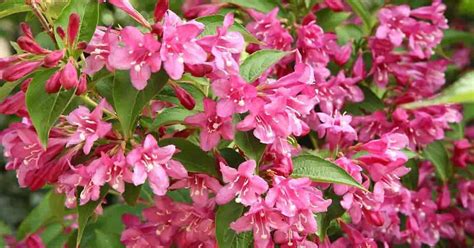 Weigela Bush Care How To Grow Weigela Plant Shrub And Trees