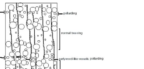 Schematised Sequence Of Narrow And Wide Tree Rings In A Pollarded Ash Download Scientific