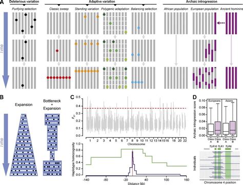 Natural Selection And Archaic Introgression Affect Human Genome