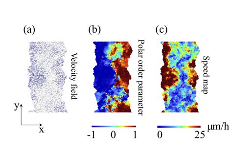A Numerically Simulated Cell Velocity Field B Local Polar Order