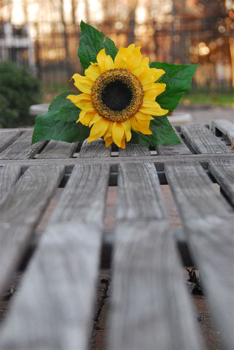 Focal Point Photography Flowers