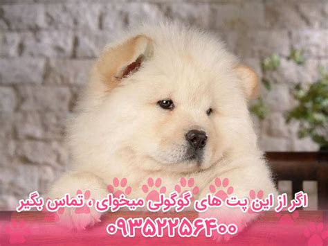 سگ چاو چاو معرفی قیمت و خرید