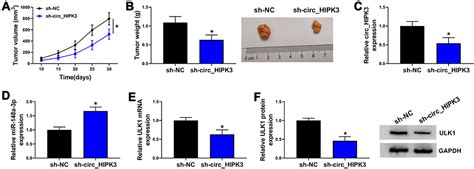Circ HIPK3 Knockdown Inhibits Cell Proliferation CMAR CMAR