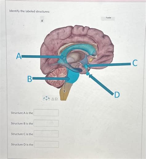 Solved Identify The Labeled Structures A B Structure A Is Chegg Com