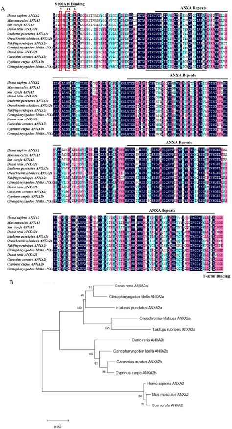 Figure 2 From Molecular Cloning And Sequence Analysis Of Annexin A2a And Annexin A2b Coding
