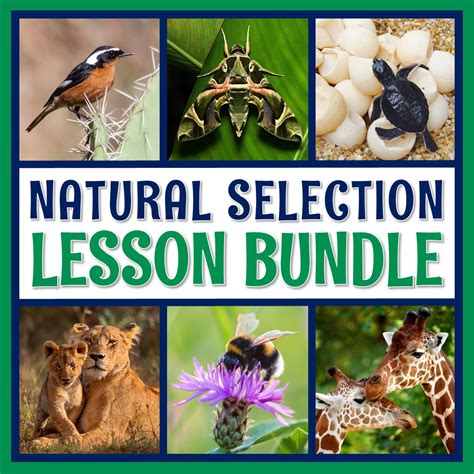 Natural Selection Activities Bundle Flying Colors Science