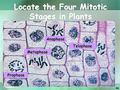 Mitosis Cell Division Ppt Download