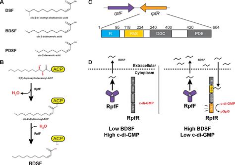 Figure From Structural Basis Of DSF Recognition By Its Receptor RpfR And Its Regulatory