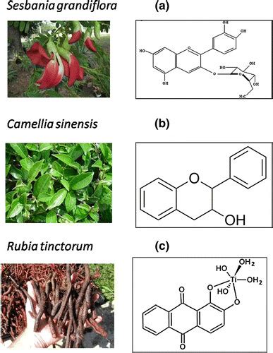 Structure Of The Cyanidin 3 O Glucoside B Structure Of Flavan 3 Ol And